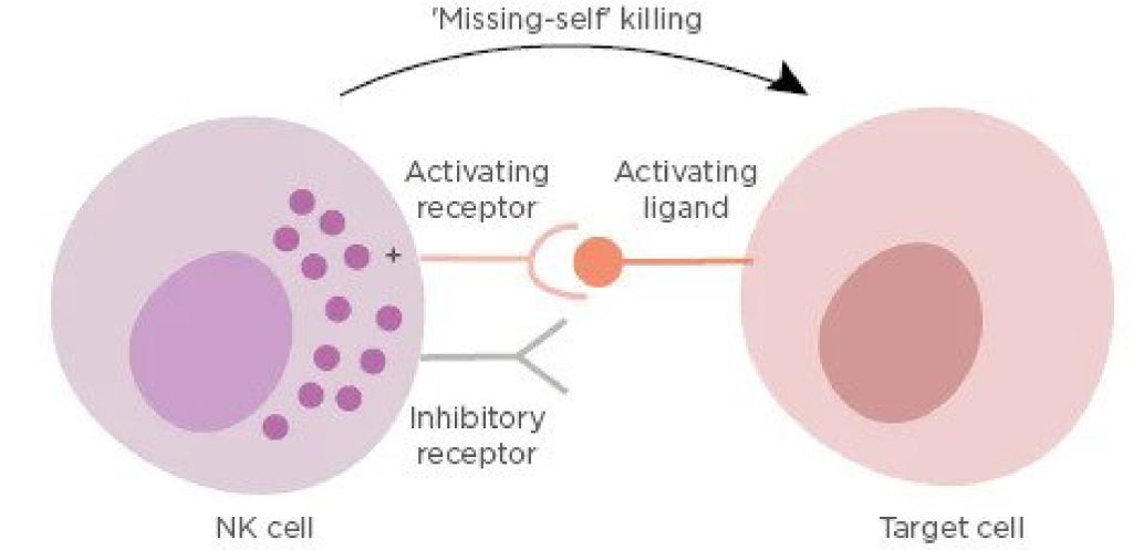 NK Cell - Fortune One